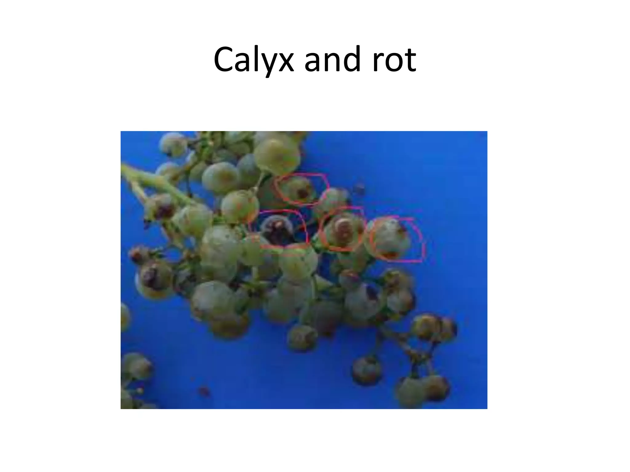 Physiological Disordrs of horticulture crops | PPTX