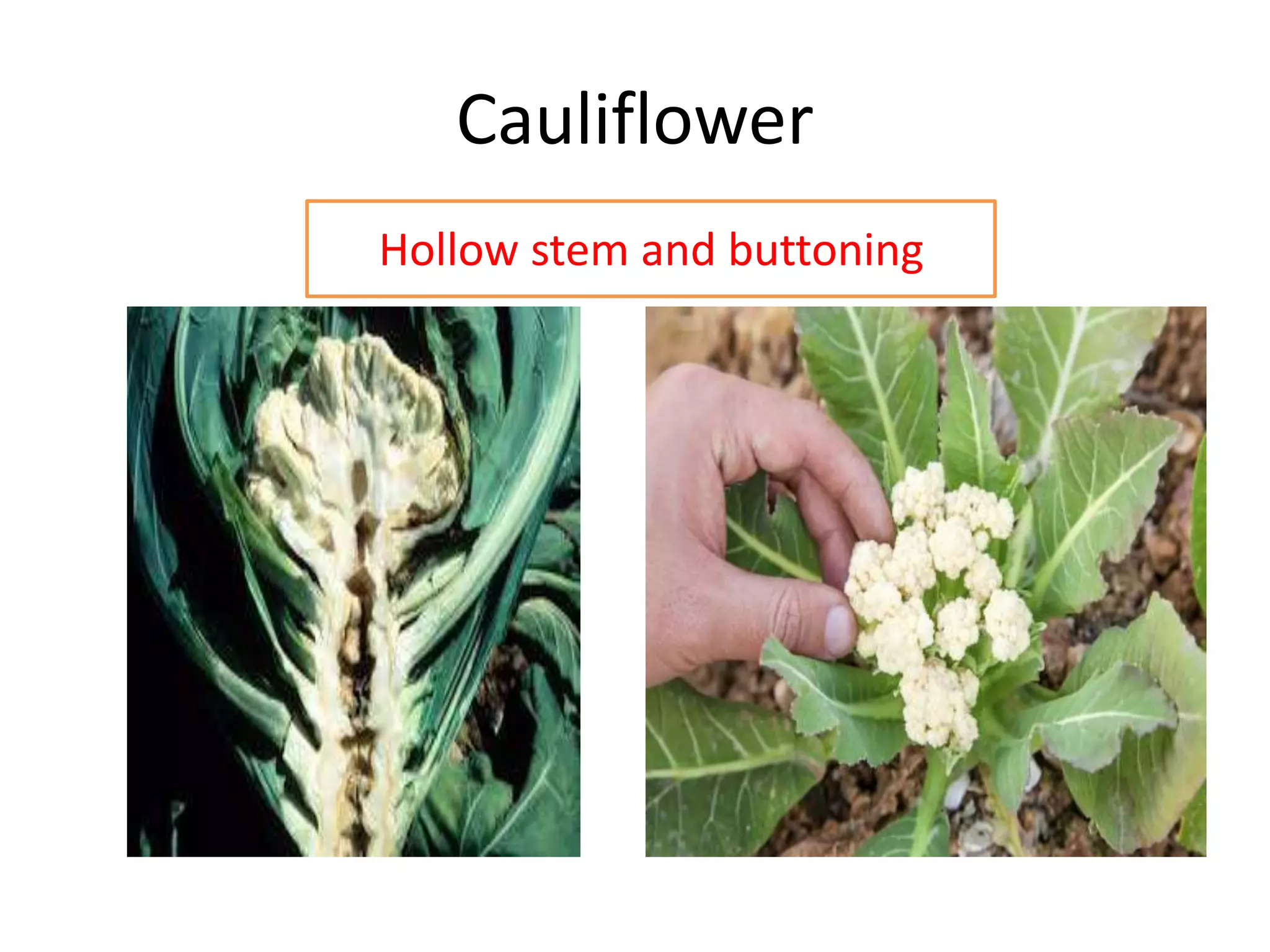 Physiological Disordrs of horticulture crops | PPTX