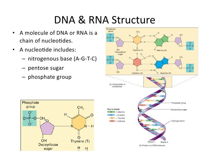 Phys 02 12 Nucleic Acid