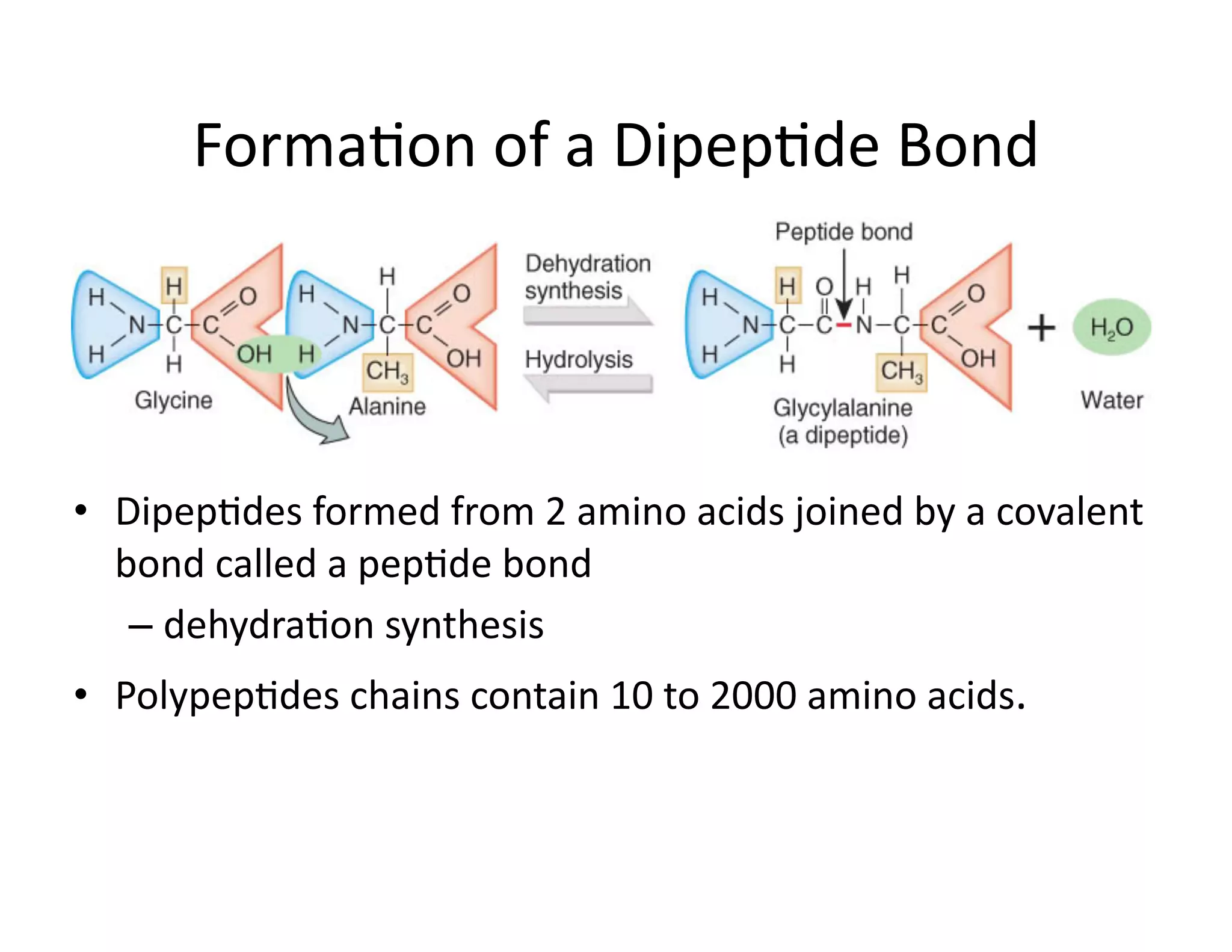 Phys 02 12 Protein | PDF