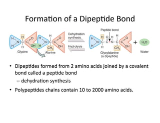 Phys 02 12 Protein | PDF