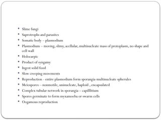 Physarum is a genus of slime moulds belonging to Myxomycetes | PPTX