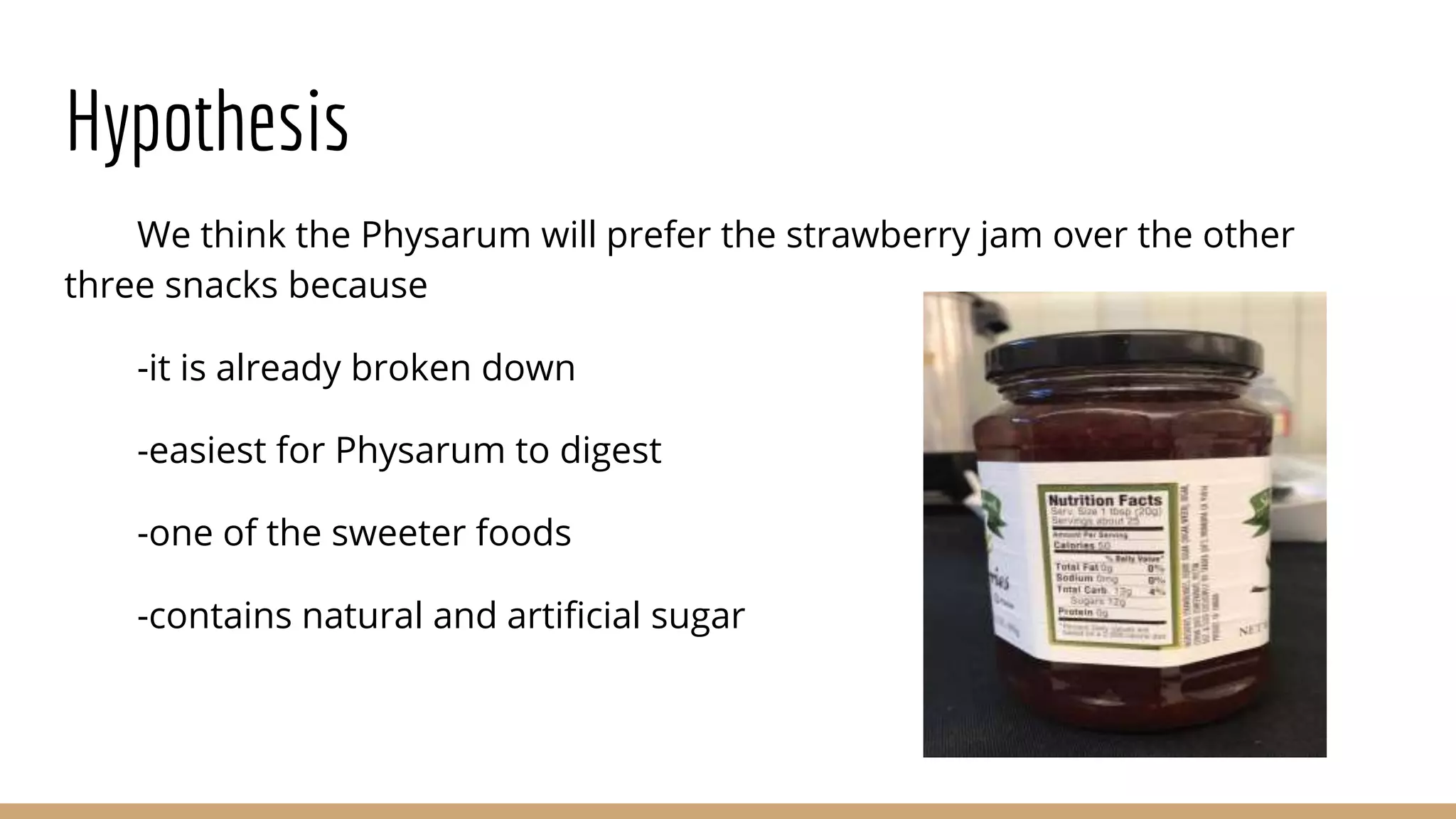 Physarum Experiment 2 | PPT