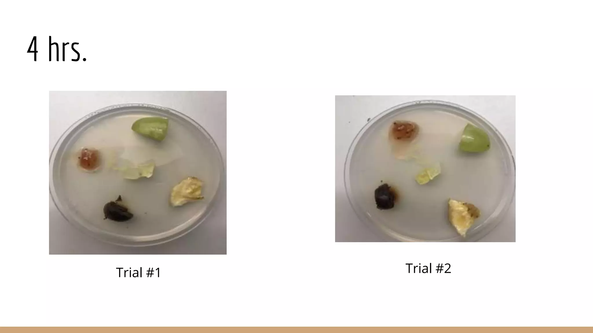 Physarum Experiment 2 | PPT