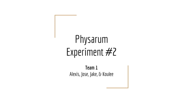 Physarum Experiment 2 | PPT