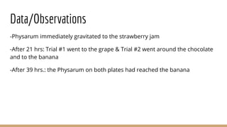 Physarum Experiment 2 | PPT