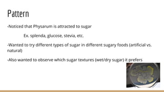 Physarum Experiment 2 | PPT