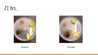 Physarum Experiment 2 | PPT