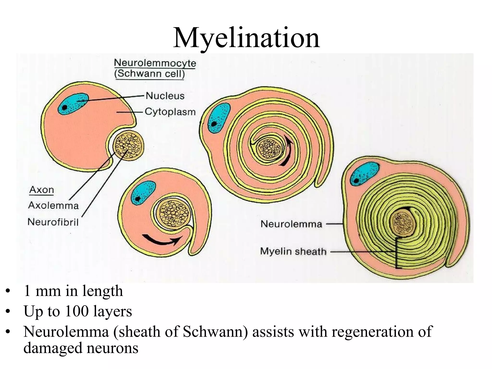 Brain Anatomy & Physiology | PPT