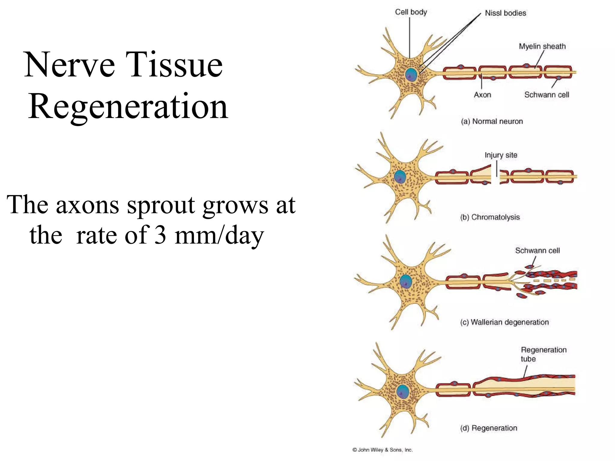 Brain Anatomy & Physiology | PPT