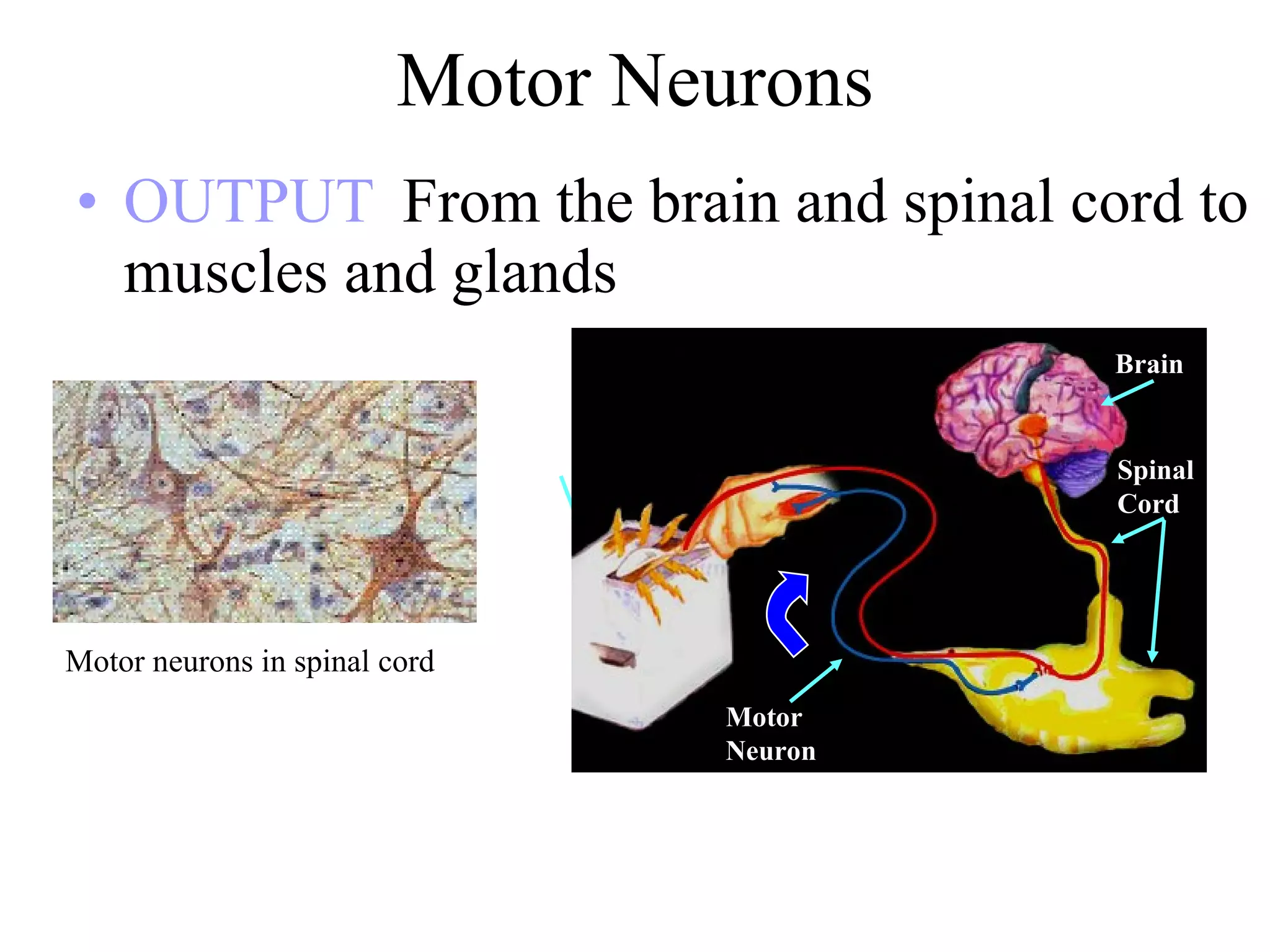 Brain Anatomy & Physiology | PPT | Brain and Nervous System Disorders ...