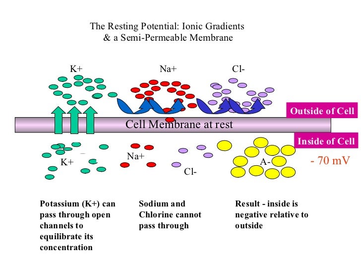 Brain Anatomy & Physiology