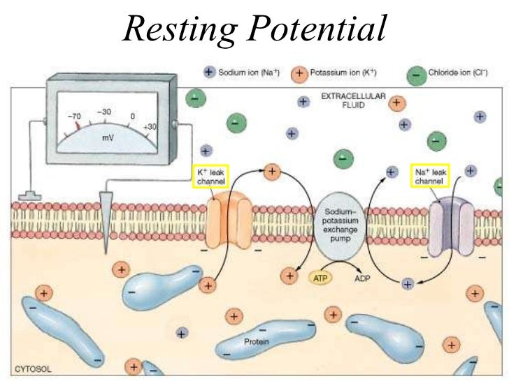 How Is Resting Potential Maintained