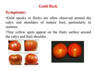 physciologicaldisorderoftomato-200515064519.pptx