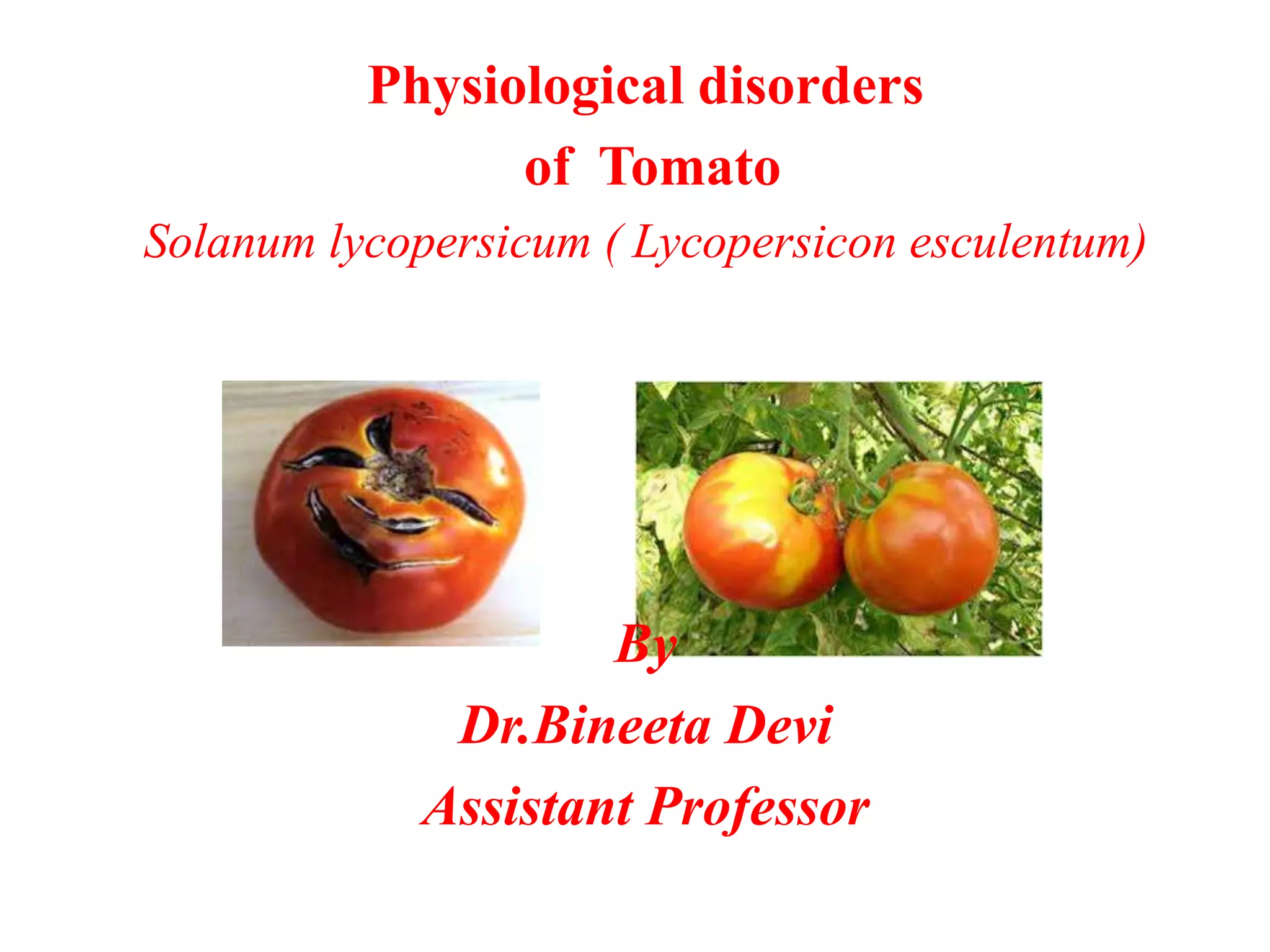 Physciological disorder of tomato | PPTX