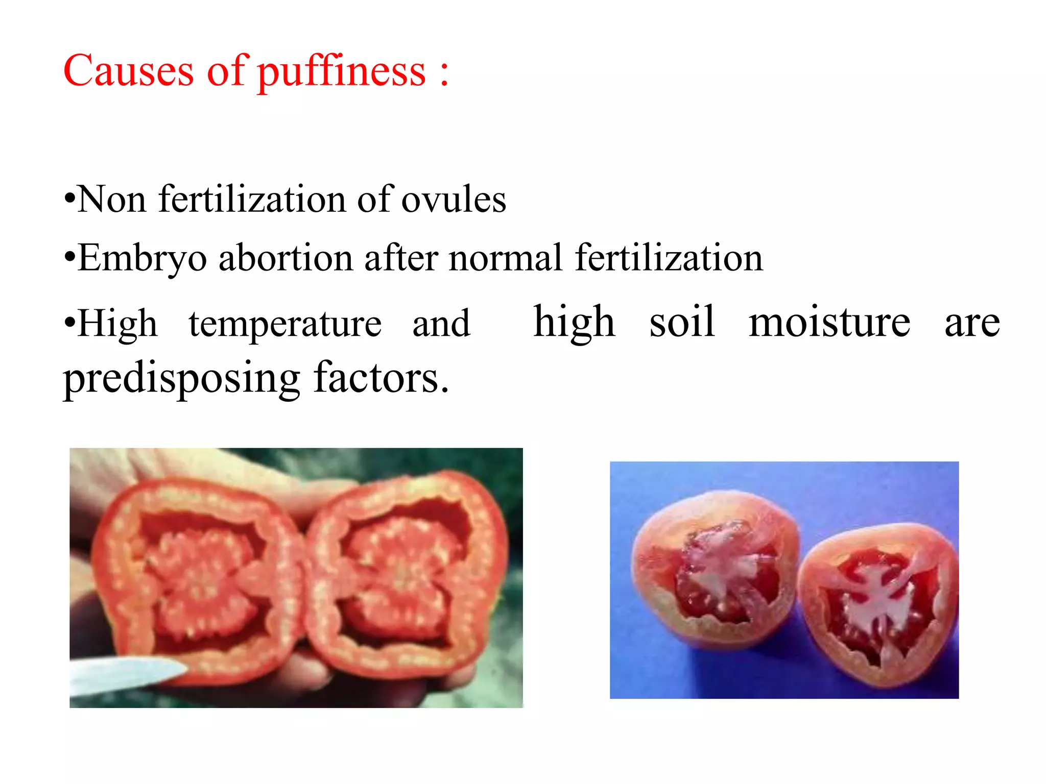 Physciological disorder of tomato | PPTX