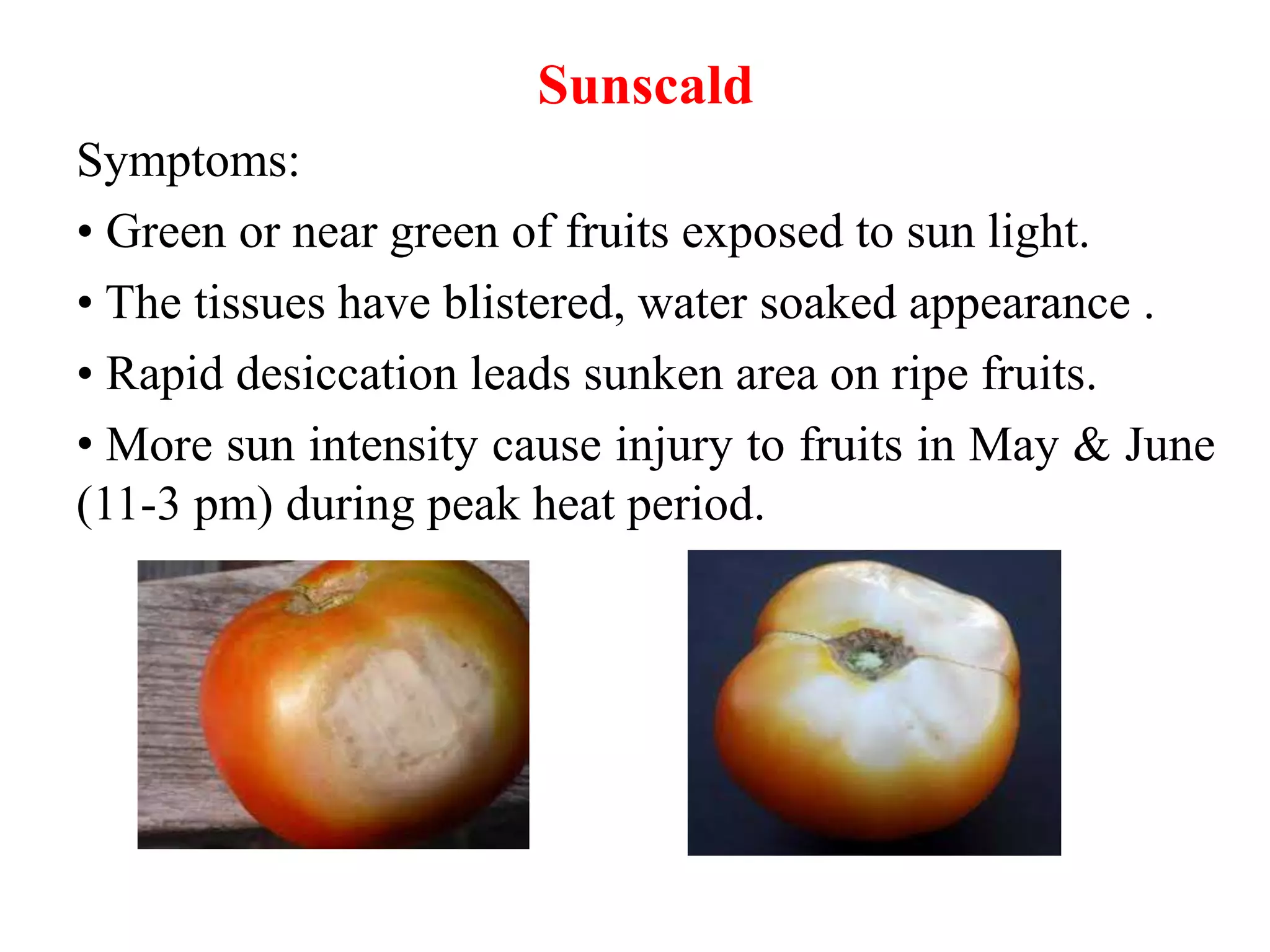 Physciological disorder of tomato | PPTX