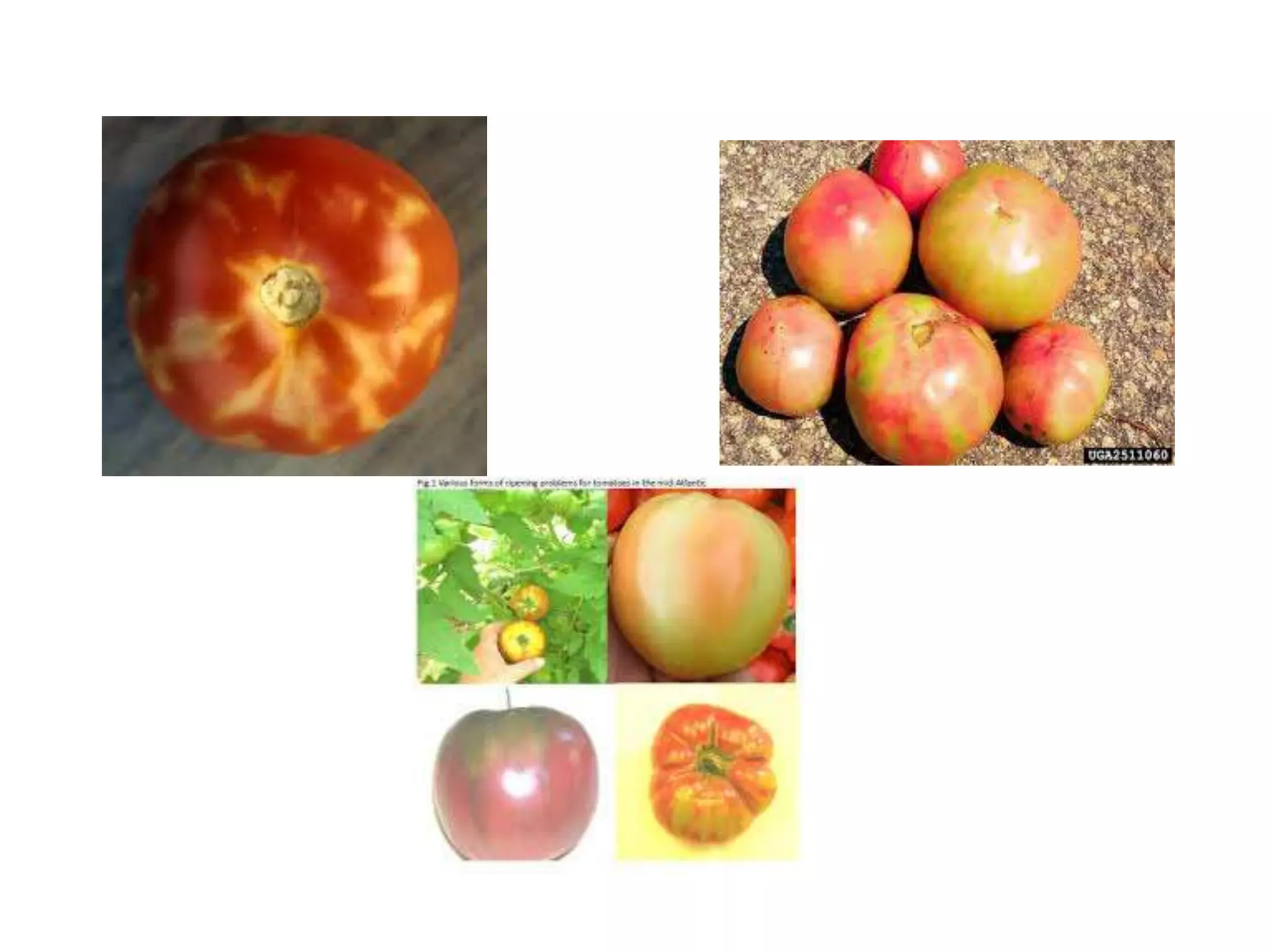 Physciological disorder of tomato | PPTX