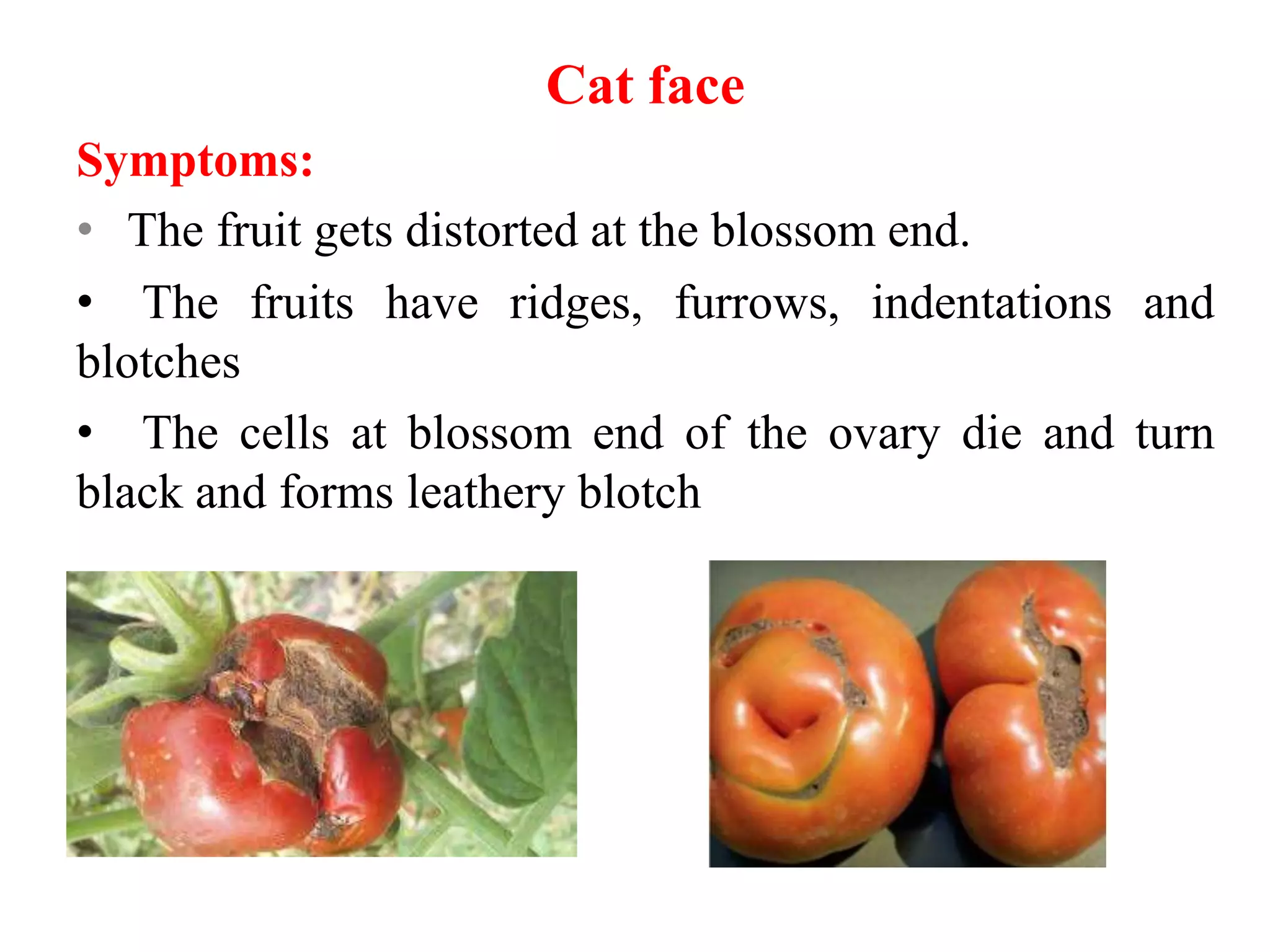 Physciological disorder of tomato | PPTX