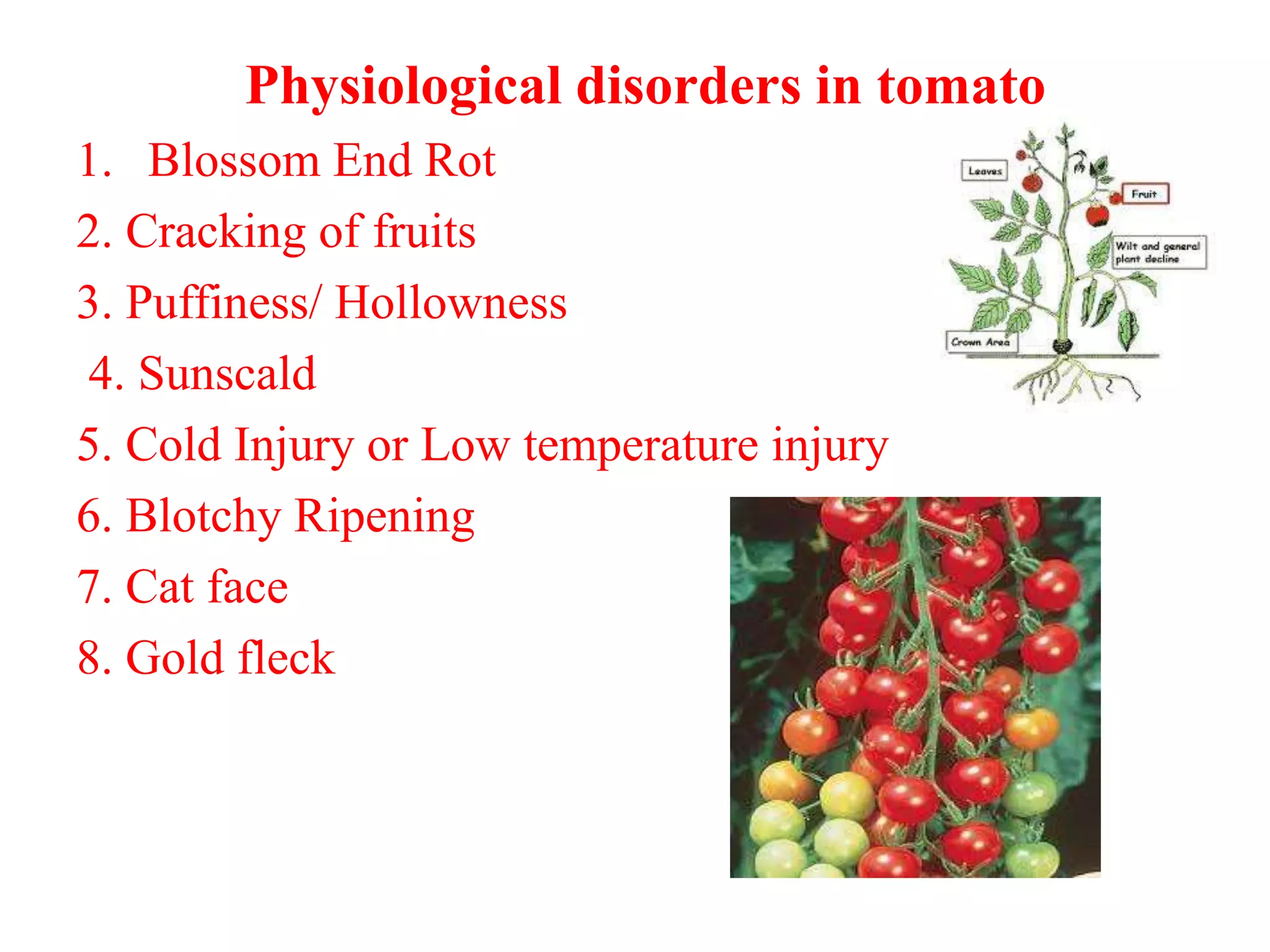 Physciological disorder of tomato | PPTX