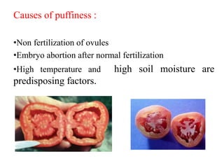 Physciological disorder of tomato | PPTX