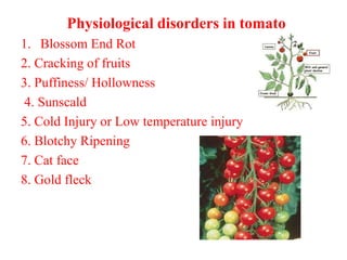 Physciological disorder of tomato | PPTX
