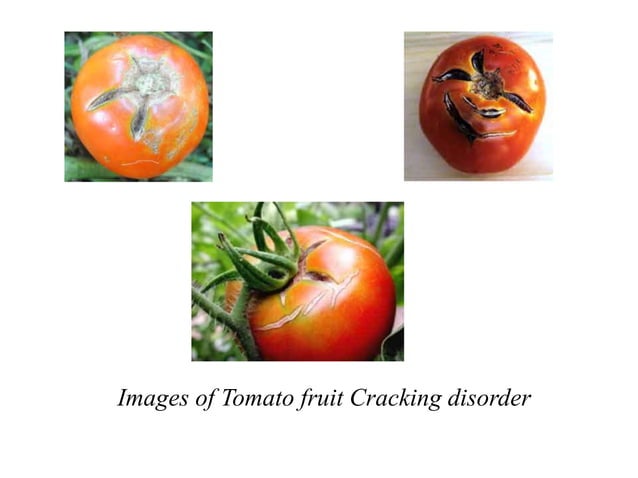 Physciological disorder of tomato | PPTX | Gardening | Home & Garden