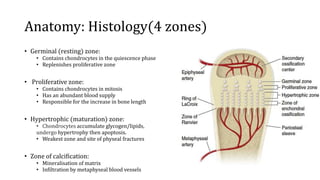 physeal injuries.pptx