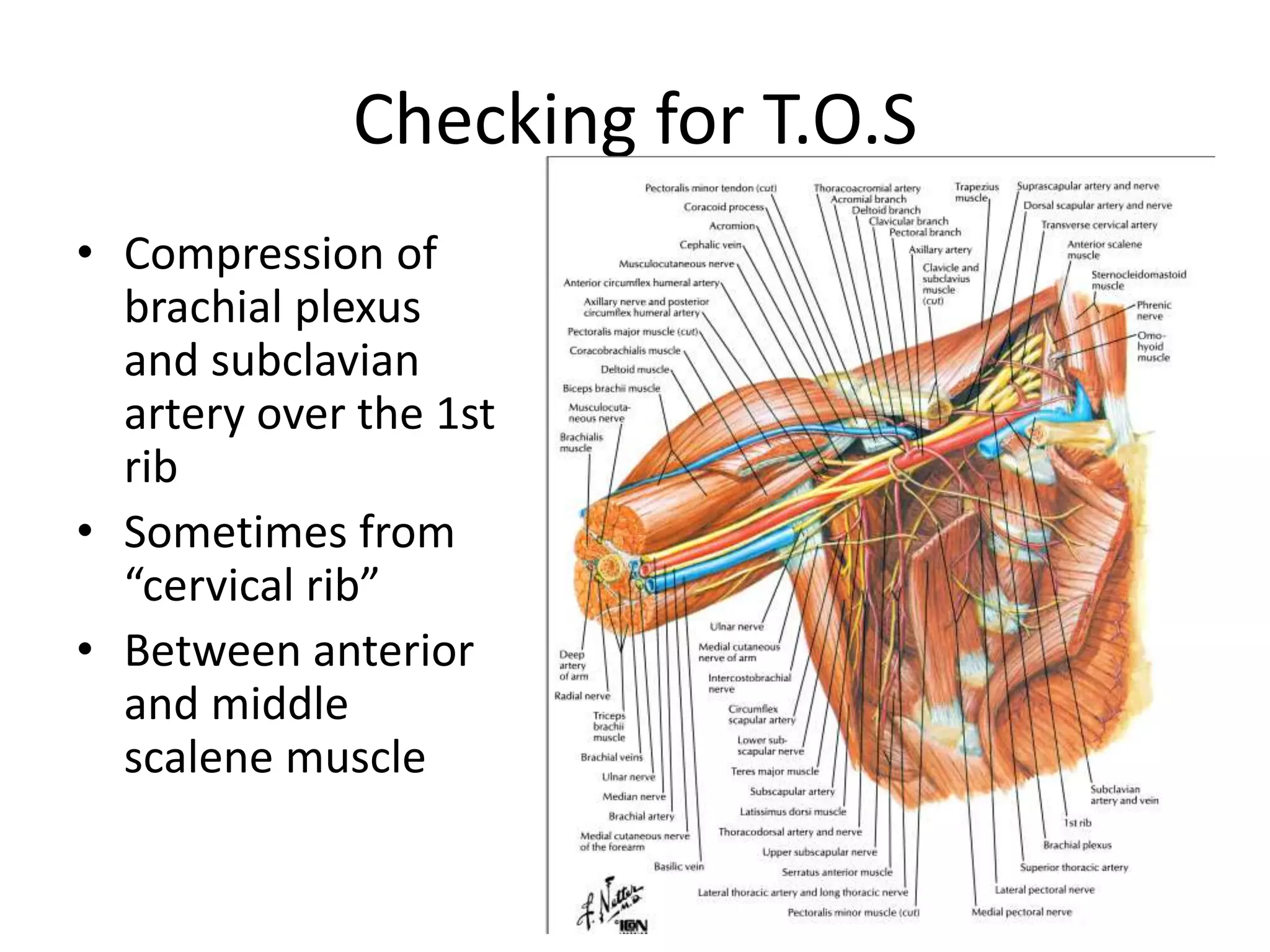 phys exam neck.pptx | Free Download