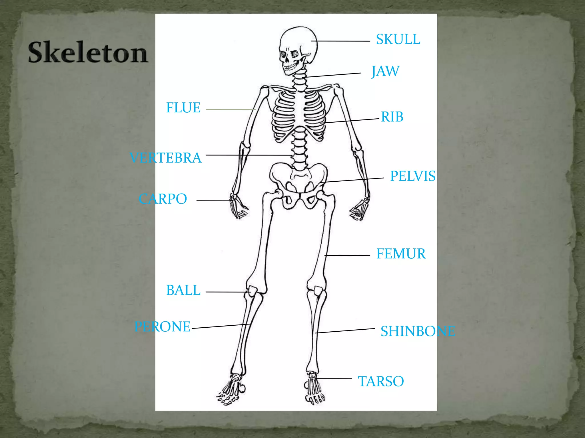 Physical | PPT | Free Download