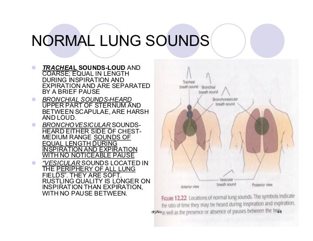Rales lung sounds - freeloadsmaine