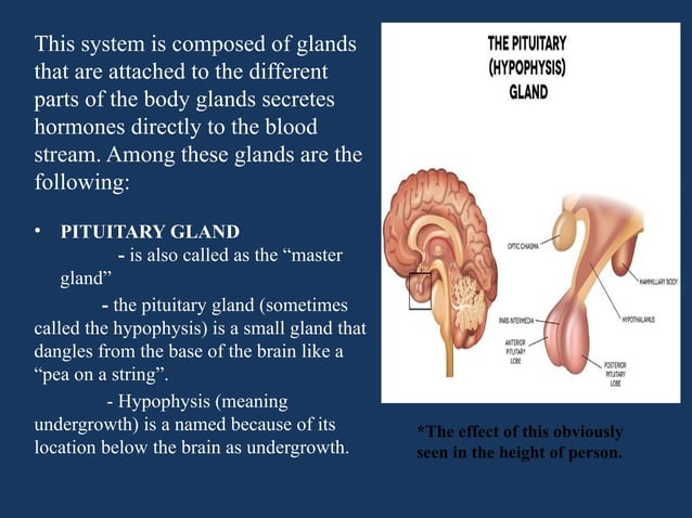 PHYSICAL-DEVELOPMENT-ACROSS-LIFE-STAGES.pptx
