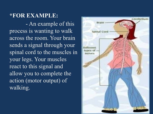 PHYSICAL-DEVELOPMENT-ACROSS-LIFE-STAGES.pptx