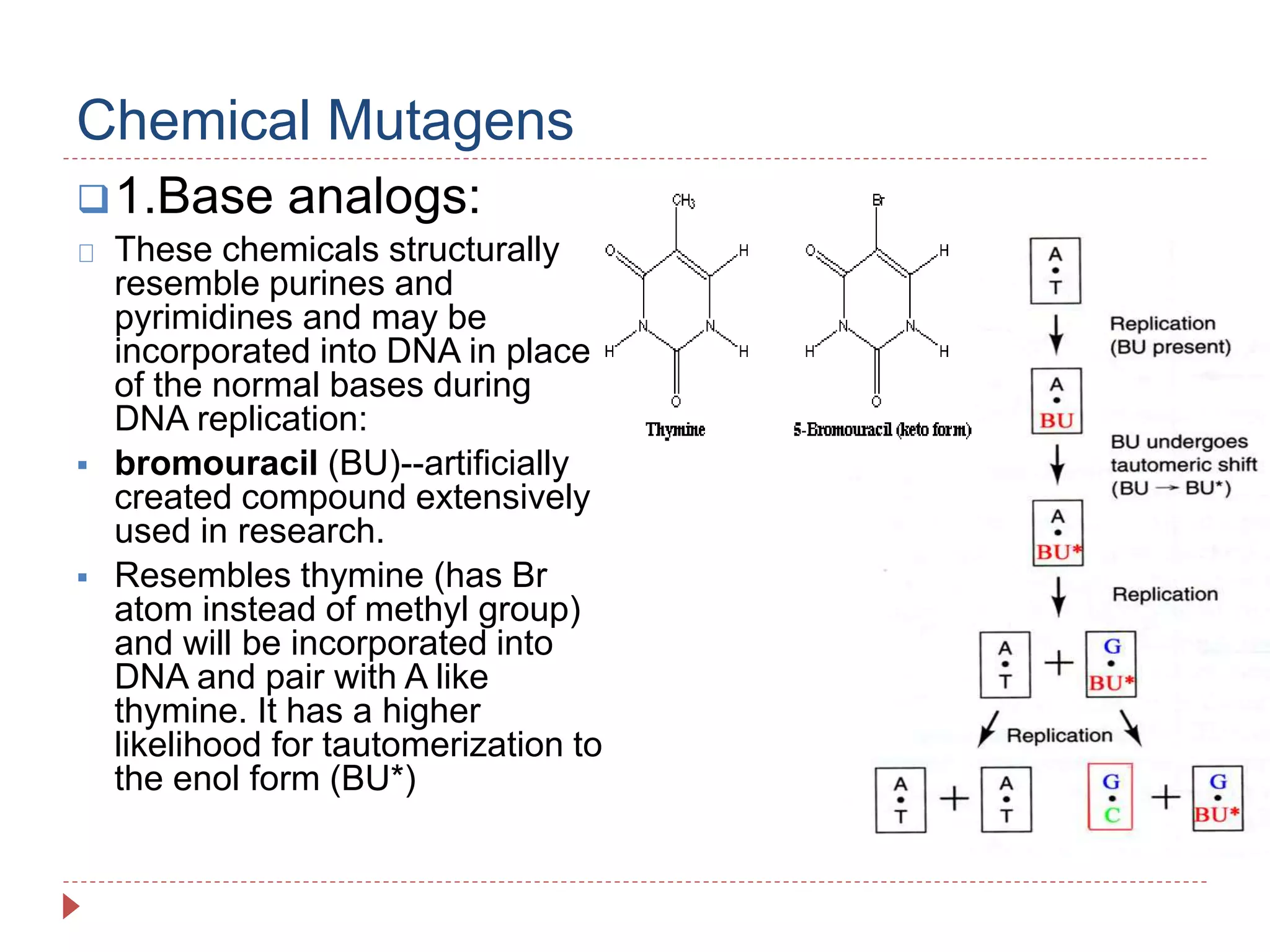 Physical and chemical mutagen copy | PPTX