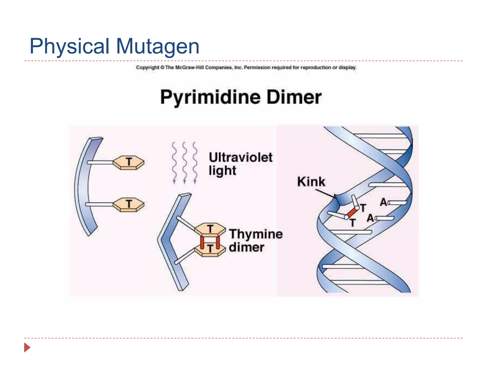 Physical and chemical mutagen copy | PPTX