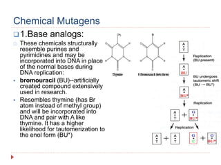 Physical and chemical mutagen copy | PPTX