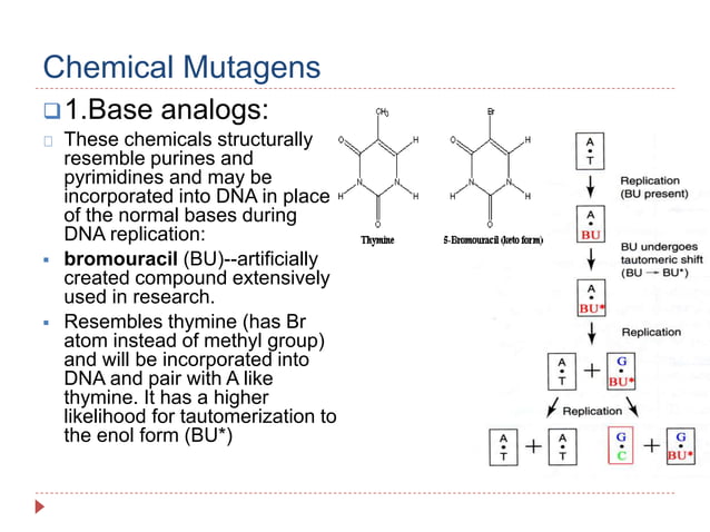 Physical and chemical mutagen copy | PPTX | Genetics | Science