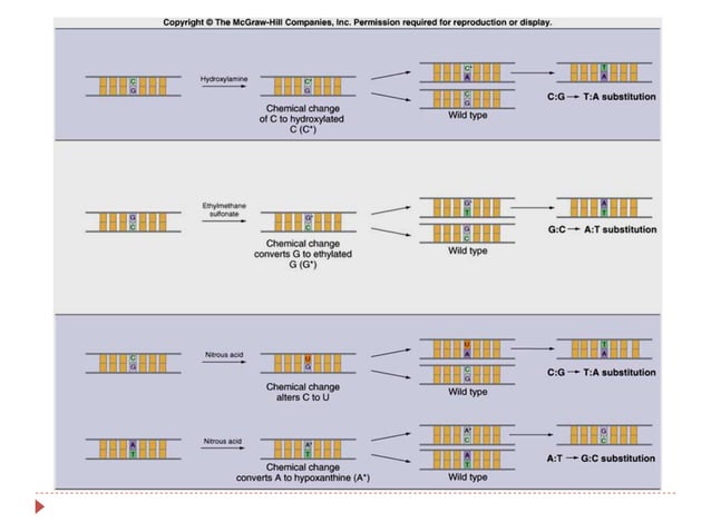 Physical and chemical mutagen copy | PPTX | Genetics | Science