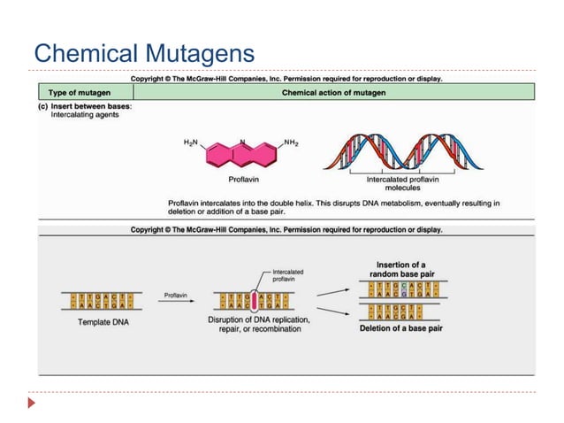 Physical and chemical mutagen copy | PPTX | Genetics | Science