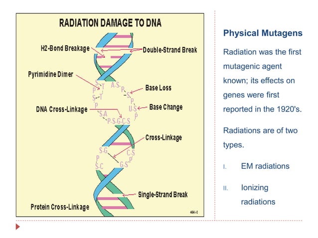 Physical and chemical mutagen copy | PPTX | Genetics | Science