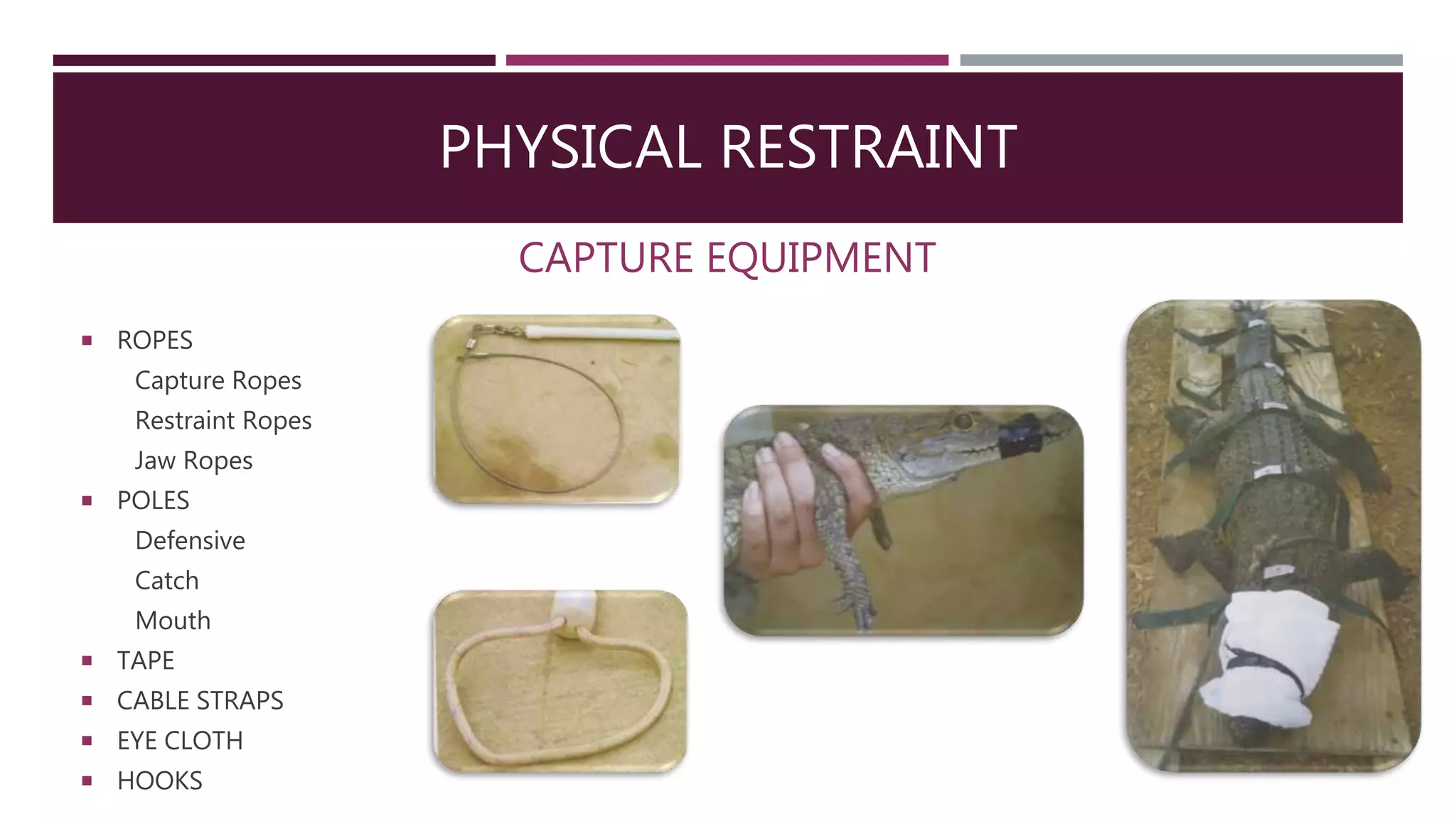 Physical and Chemical Restraints in Alligators and Gharials | PPTX