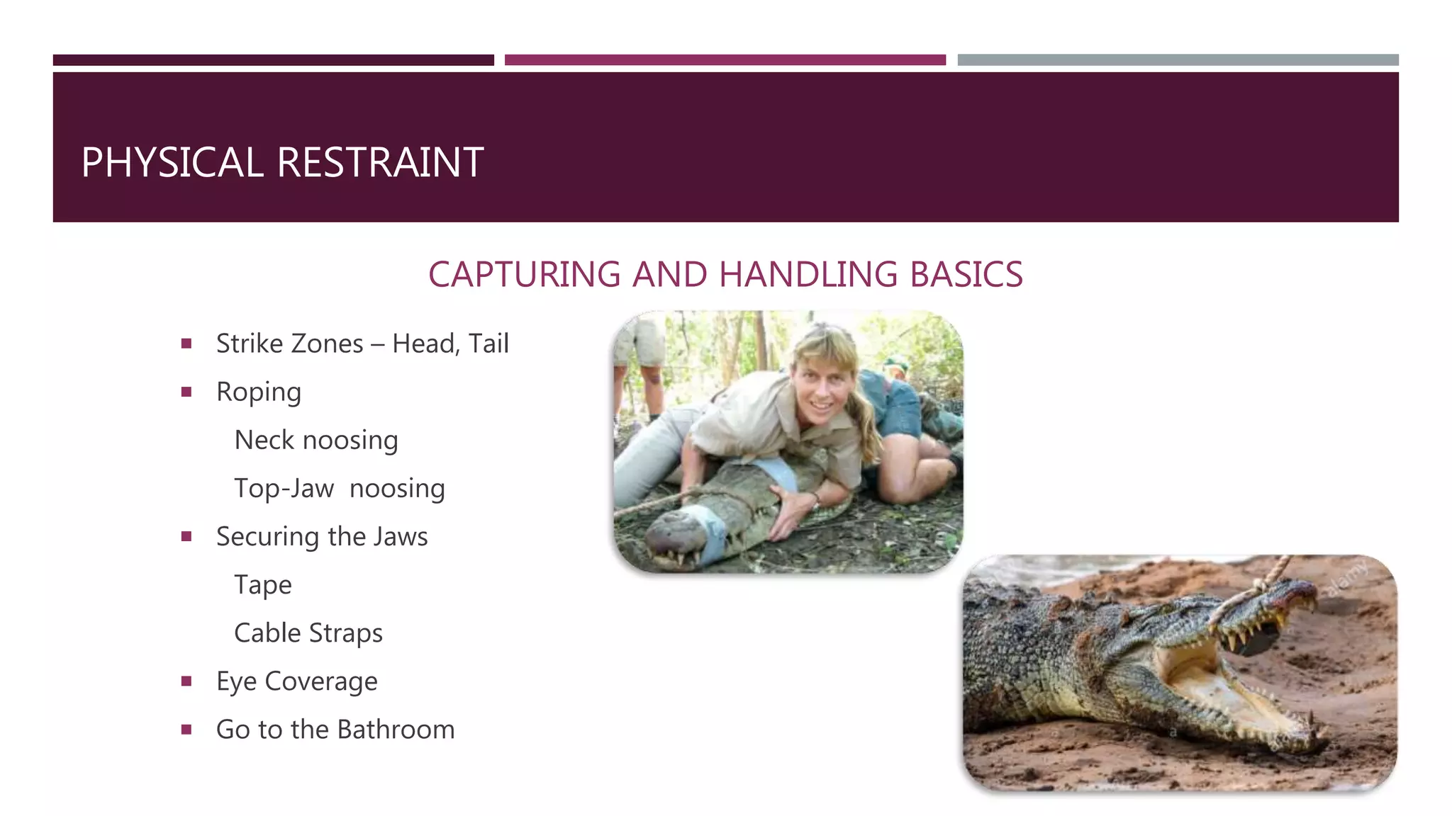 Physical and Chemical Restraints in Alligators and Gharials | PPTX