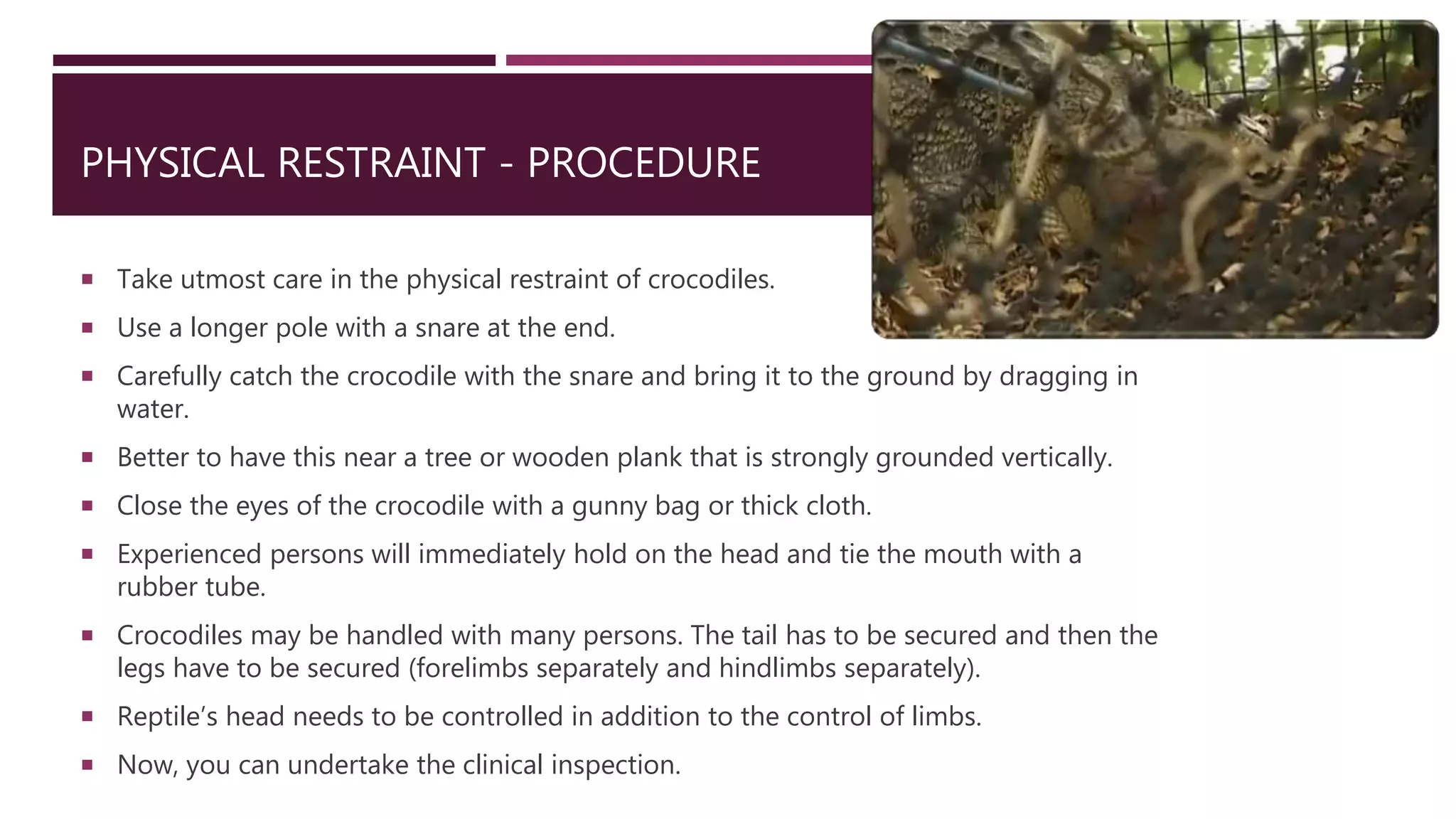 Physical and Chemical Restraints in Alligators and Gharials | PPT