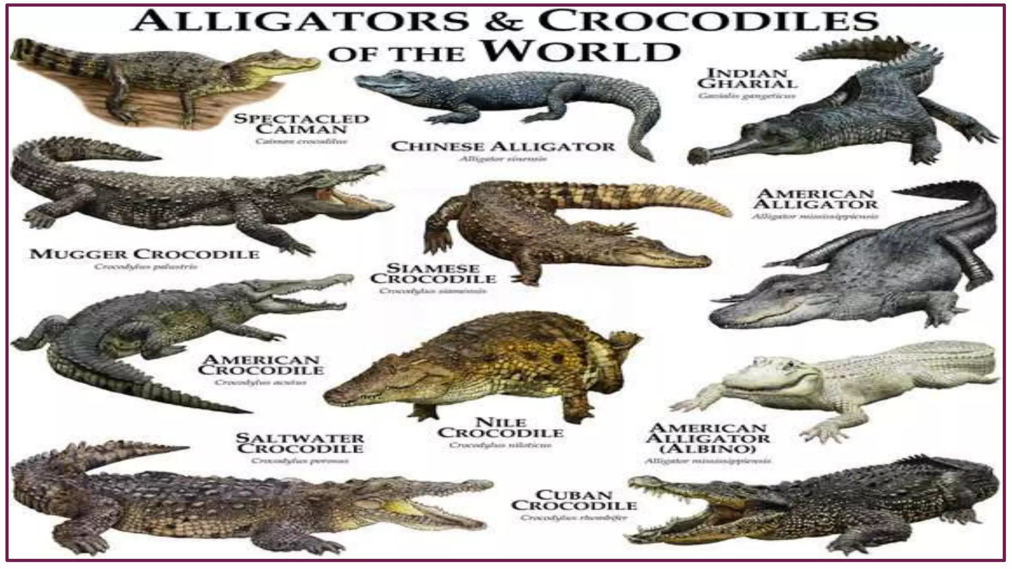 Physical and Chemical Restraints in Alligators and Gharials | PPTX