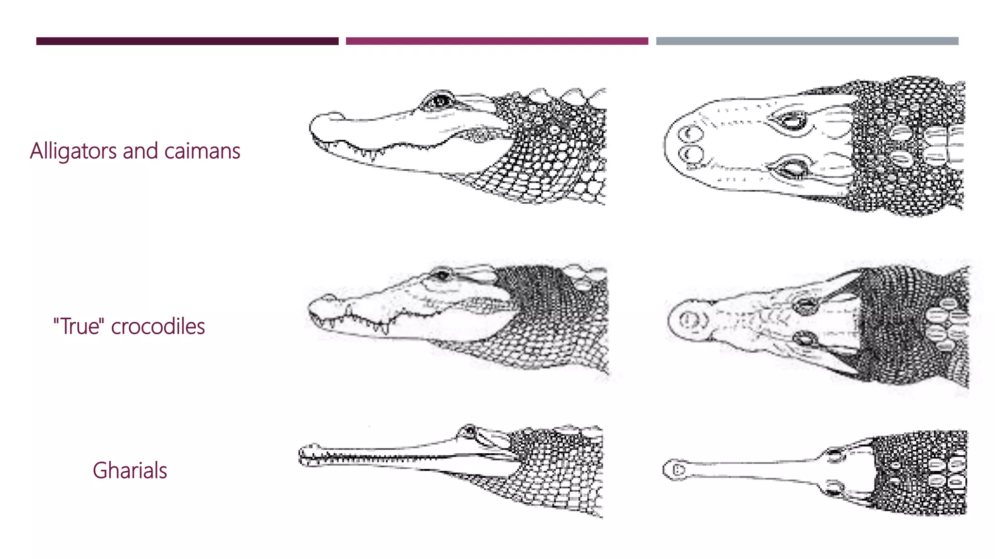 Physical and Chemical Restraints in Alligators and Gharials | PPTX