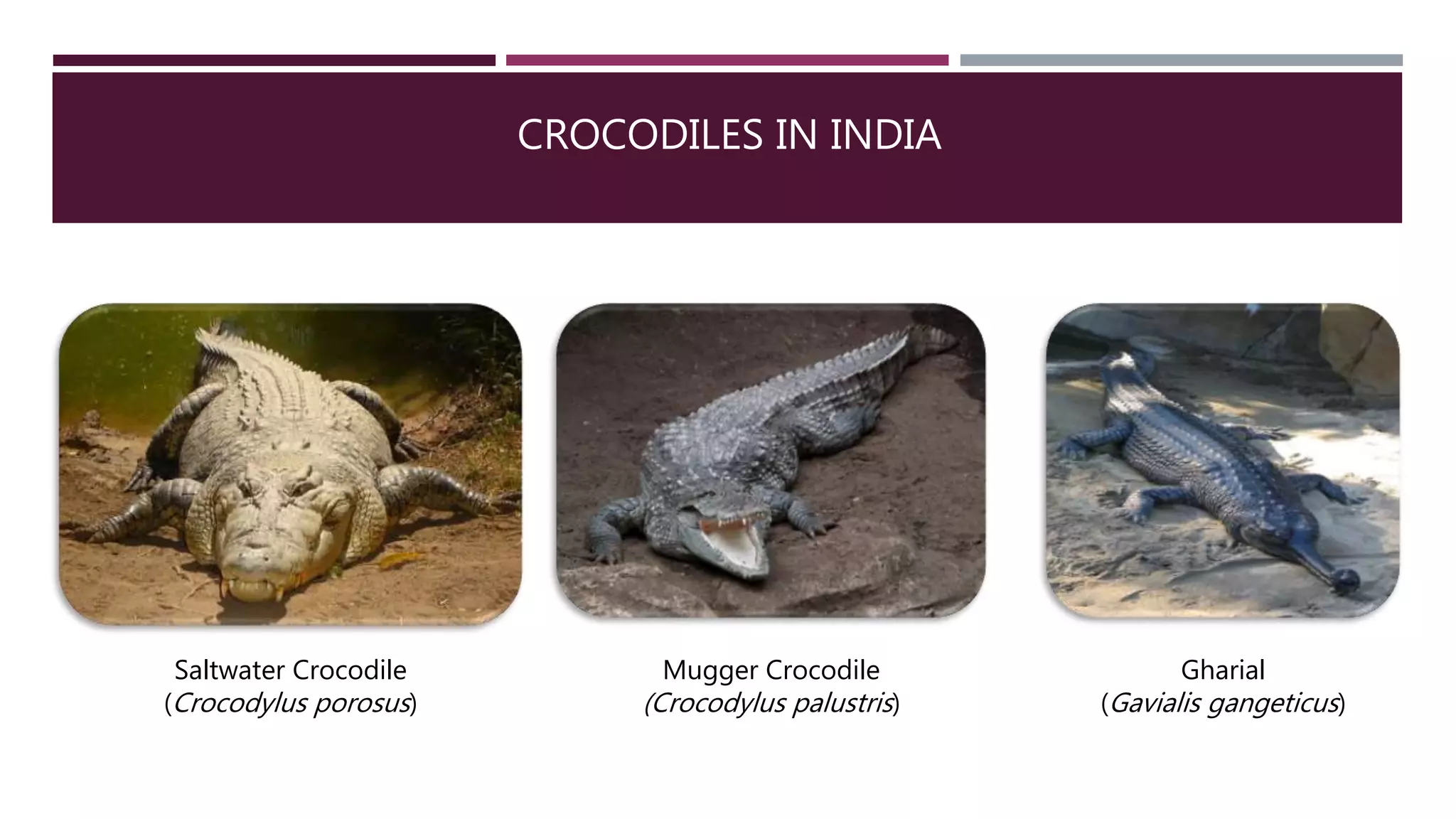 Physical and Chemical Restraints in Alligators and Gharials | PPTX