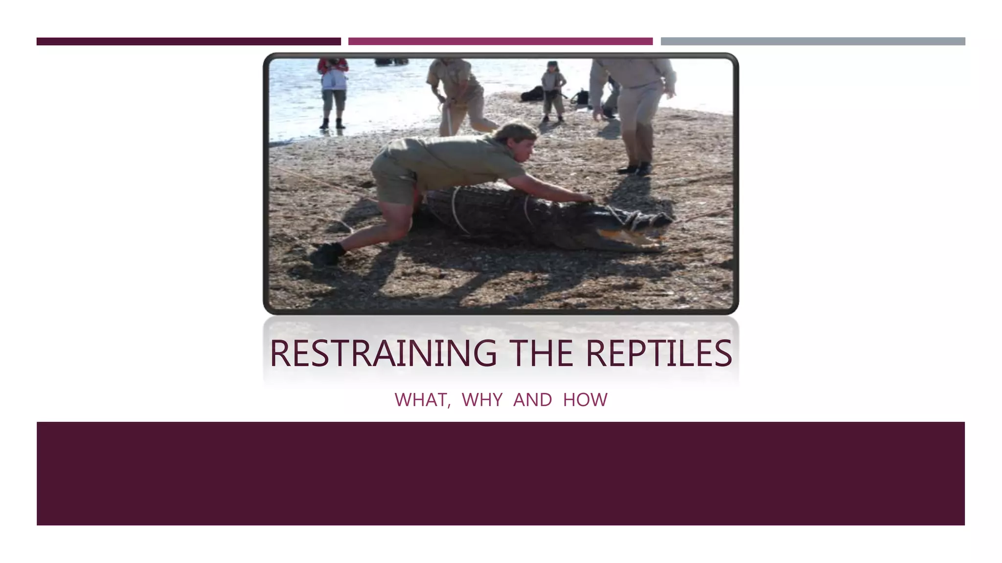 Physical and Chemical Restraints in Alligators and Gharials | PPT