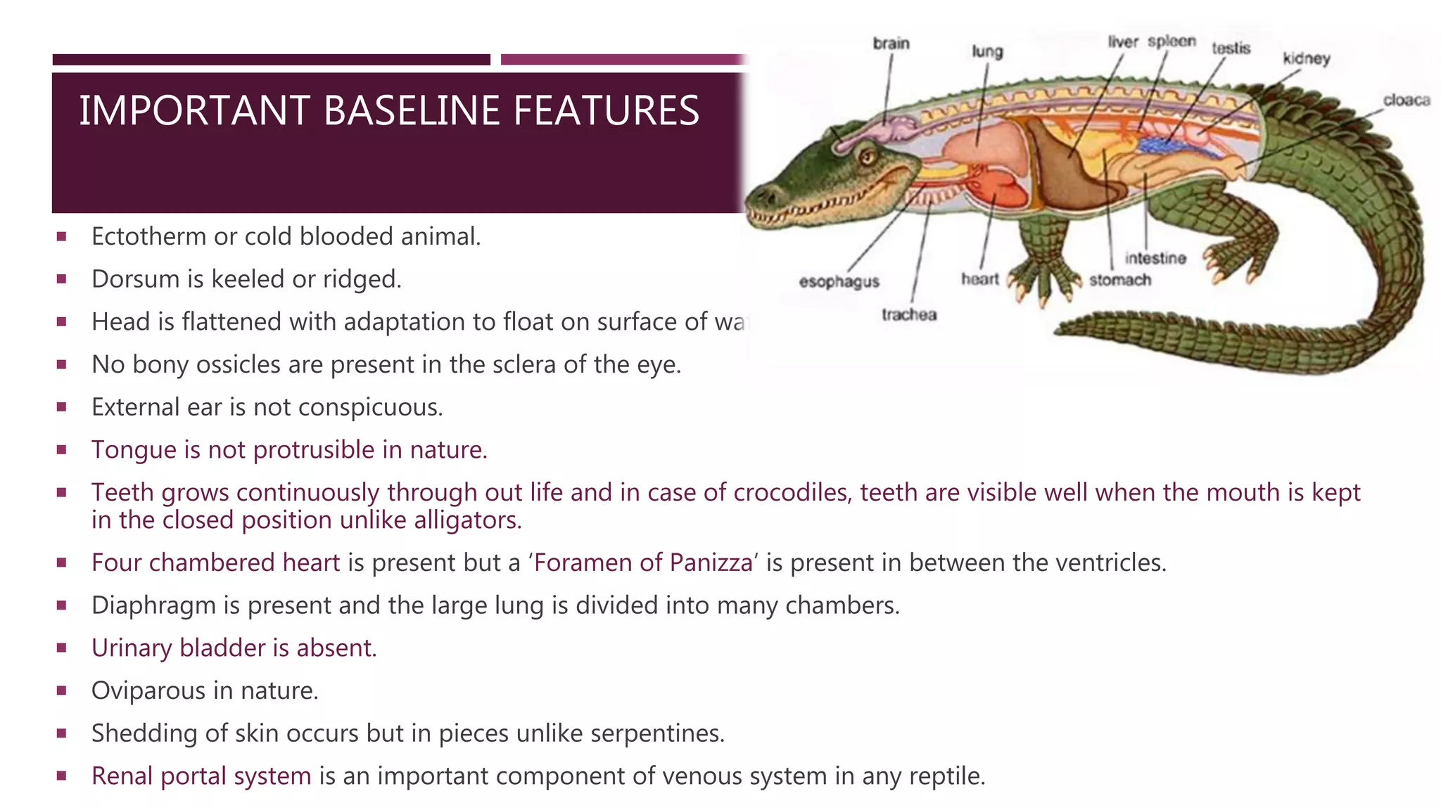 Physical and Chemical Restraints in Alligators and Gharials | PPTX