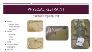 Physical and Chemical Restraints in Alligators and Gharials | PPTX