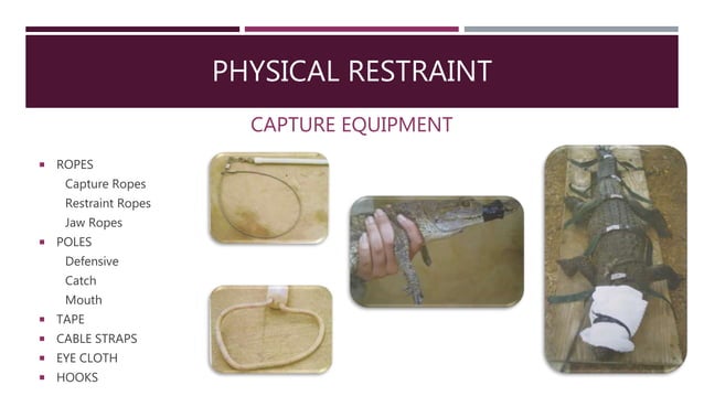 Physical and Chemical Restraints in Alligators and Gharials | PPTX ...